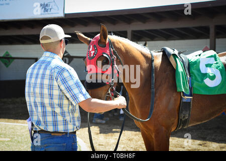 Thoroughbred Race Horse with Blinders Stock Photo - Alamy