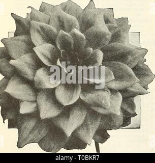 . Peony Dahlia Geisha Stock Photo - Alamy