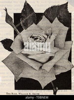 Molly Sharman Crawford Rose - Vintage Cigarette Card Stock Photo - Alamy