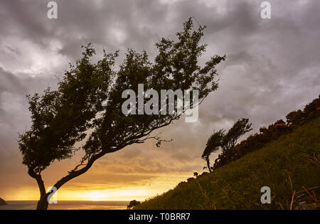Wind blown hawthorn tree in Cumbria, England Stock Photo - Alamy