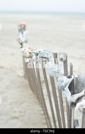 Some Sand and Sea Shells at the Outer Banks Island in North Carolina ...