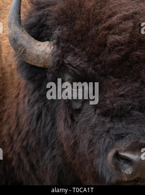 American Bison Eye and Eyelashes Extreme closeup Stock Photo - Alamy