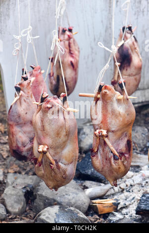 Wild Geese cooking, Traditional Indigenous method, Northern Quebec ...