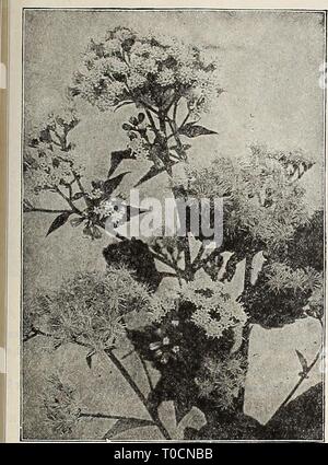 Spring Foliage of a Dwarf Eastern White Pine Tree (Pinus strobus ...