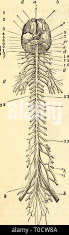 Thalami and striata Stock Photo - Alamy