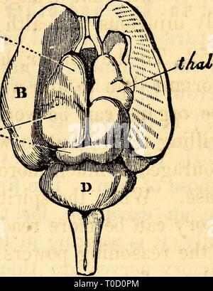 Mouse Brain, illustration Stock Photo - Alamy