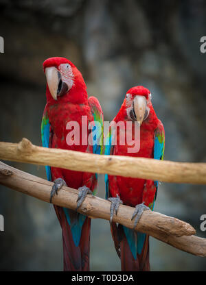 The two scarlet macaws perched on a tree branch in the tropical jungle ...