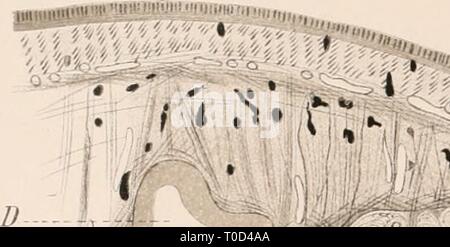 Dr HG Bronn's Klassen und Stock Photo - Alamy