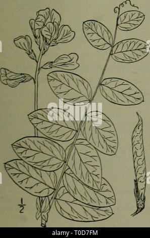 Lathyrus venosus Muhl Lathyrus venosus Muhl Stock Photo - Alamy