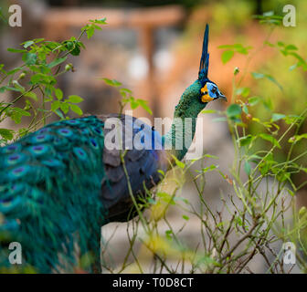 Green peafowl Pavo muticus also known as Java peafowl crossing the ...