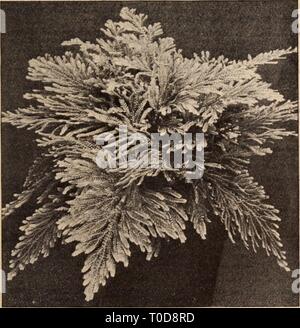 Mistletoe Fig, Mistletoe Rubber Plant or Ficus deltoidea or Variegated ...