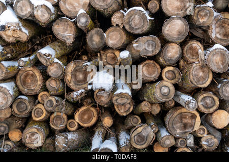 Freshly cut tree trunks, ready for collection Stock Photo - Alamy