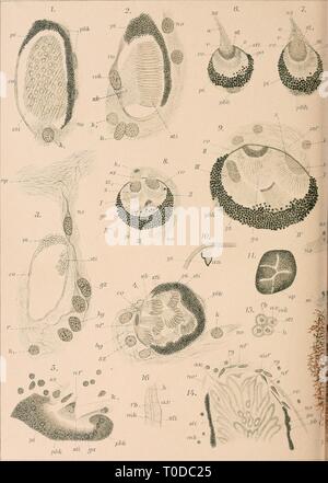 Dr HG Bronn's Klassen und Stock Photo - Alamy