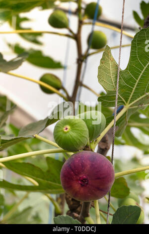 Fresh Figs fruit hanging on the branch of tree Stock Photo - Alamy