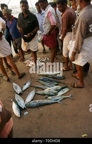 Fishermen with fresh fish, Fort Kochi, Kochi, Cochin, Kerala, India ...