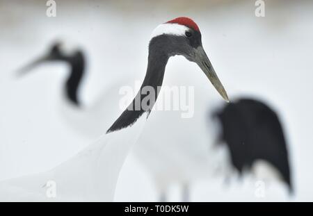 Portrait of red-crowned crane also called the Manchurian crane or ...