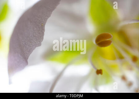 Flower pistil ultra macro detail Stock Photo - Alamy