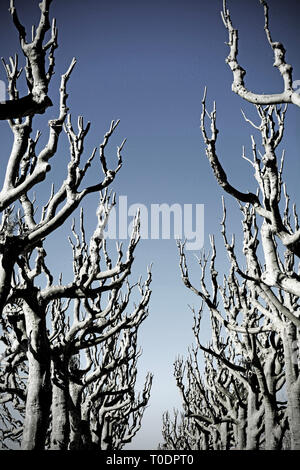 Strange branches of the trees Stock Photo - Alamy