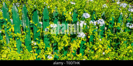 Garden flowers over blue wooden table background. Backdrop with copy ...