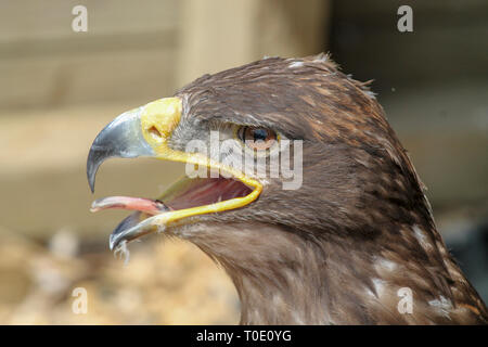 Hawk looking in the distance with mouth open and tongue out Stock Photo ...
