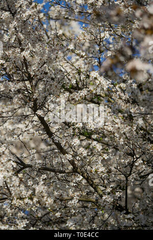 Flowering plum tree, Lyon, France Stock Photo - Alamy