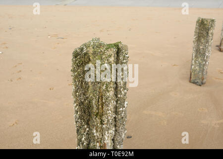 Crustaceans on derelict metal groyne pile on sandy beach on the fylde ...