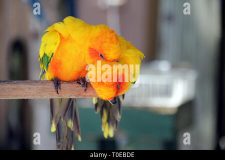 Parrots preening each other in the Bird Park Iguazu, Brazil Stock Photo ...