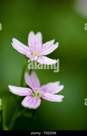 Purslane flowers close-up very delicate and beautiful Stock Photo - Alamy
