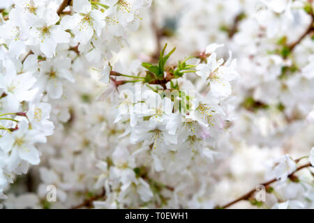 Japanese alpine cherry tree (Prunus nipponica 'Brillant', Prunus ...