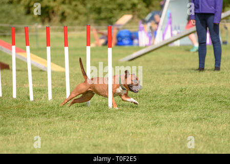 Dog running through weaving poles at training ground. Space for text ...