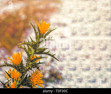 Blooming thistle in the spring in southern France Stock Photo - Alamy