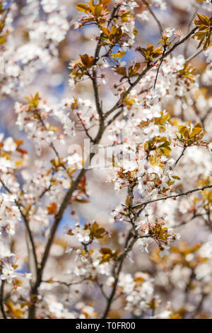 Flowering plum tree, Lyon, France Stock Photo - Alamy