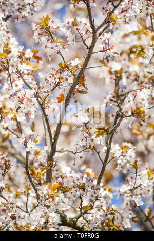 Flowering plum tree, Lyon, France Stock Photo - Alamy