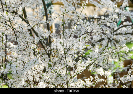 Flowering plum tree, Lyon, France Stock Photo - Alamy