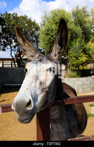 Donkey looking over fence Stock Photo - Alamy