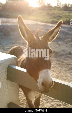 Donkey looking over fence Stock Photo - Alamy