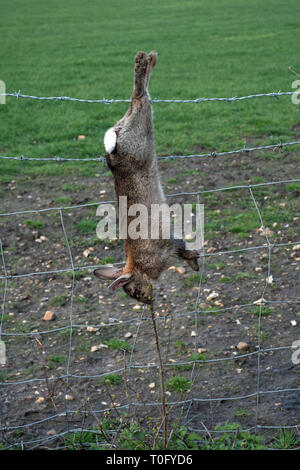Dead rabbit hanging on fence Stock Photo - Alamy
