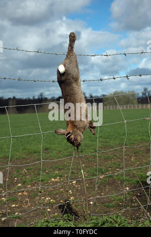 Dead rabbit hanging on fence Stock Photo - Alamy