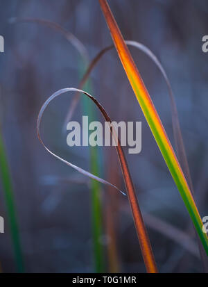 Flora, Wetland detail, Danube Delta, UNESCO WORLD HERITAGE, Tulcea ...