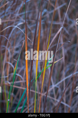 Flora, Wetland detail, Danube Delta, UNESCO WORLD HERITAGE, Tulcea ...