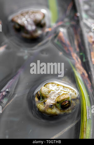 The Common Toad with its head popping up out of a pond Stock Photo - Alamy