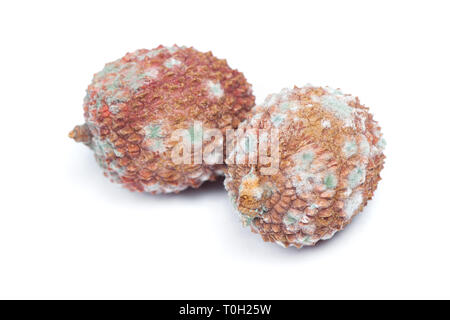 Group of rotten lychees fruits isolated close up on white background ...