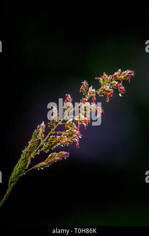 Crested Wheatgrass (Agropyron cristatum Stock Photo - Alamy