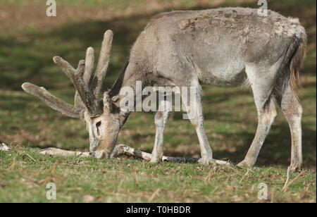A magnificent Milu Deer, also known as Pére David's, Elaphurus ...