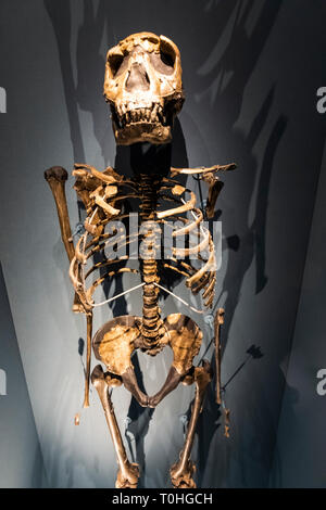 Skeleton of Turkana boy, Homo Erectus, 1 6 million years old found by ...