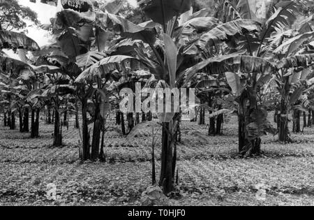Banana plantation, Guatemala Central America - example of Guatemala ...