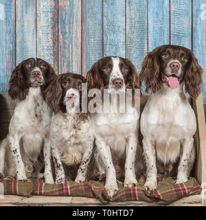 Dog English Springer Spaniels Stock Photo - Alamy