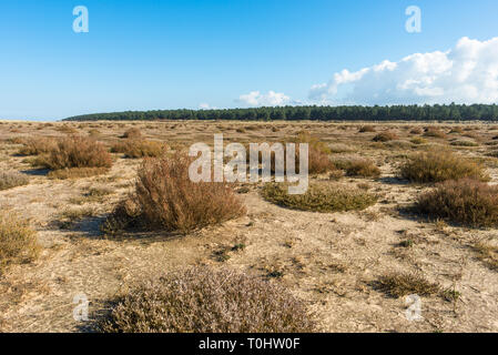 Desert like flora on tidal salt marsh at low tide near sand dunes on ...