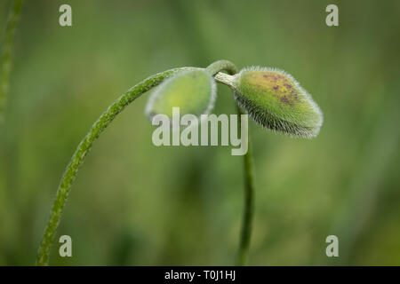 Papaver bracteatum known as Iranian or Persian poppy green flower buds ...