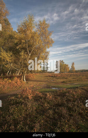 Edge of Matley Wood and Matley Holmes New Forest National Park England ...
